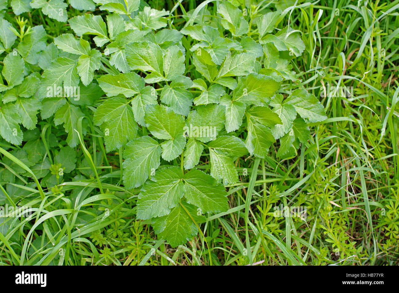 This is Aegopodium podagraria, the Ground elder or Goutweed, from the ...