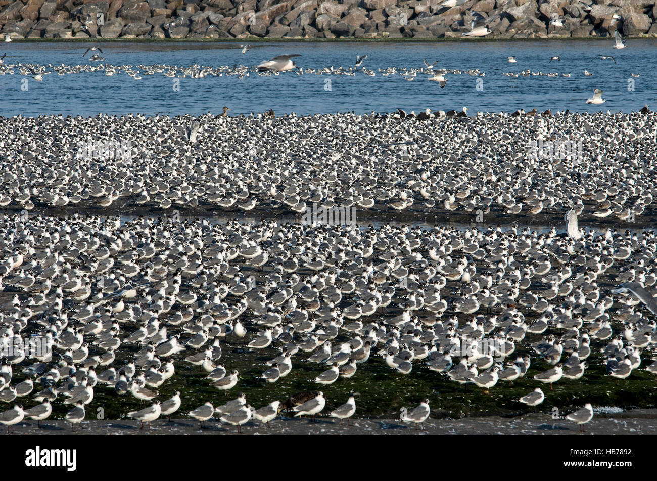 Flock of birds in La Punta, El Callao, Peru Stock Photo - Alamy