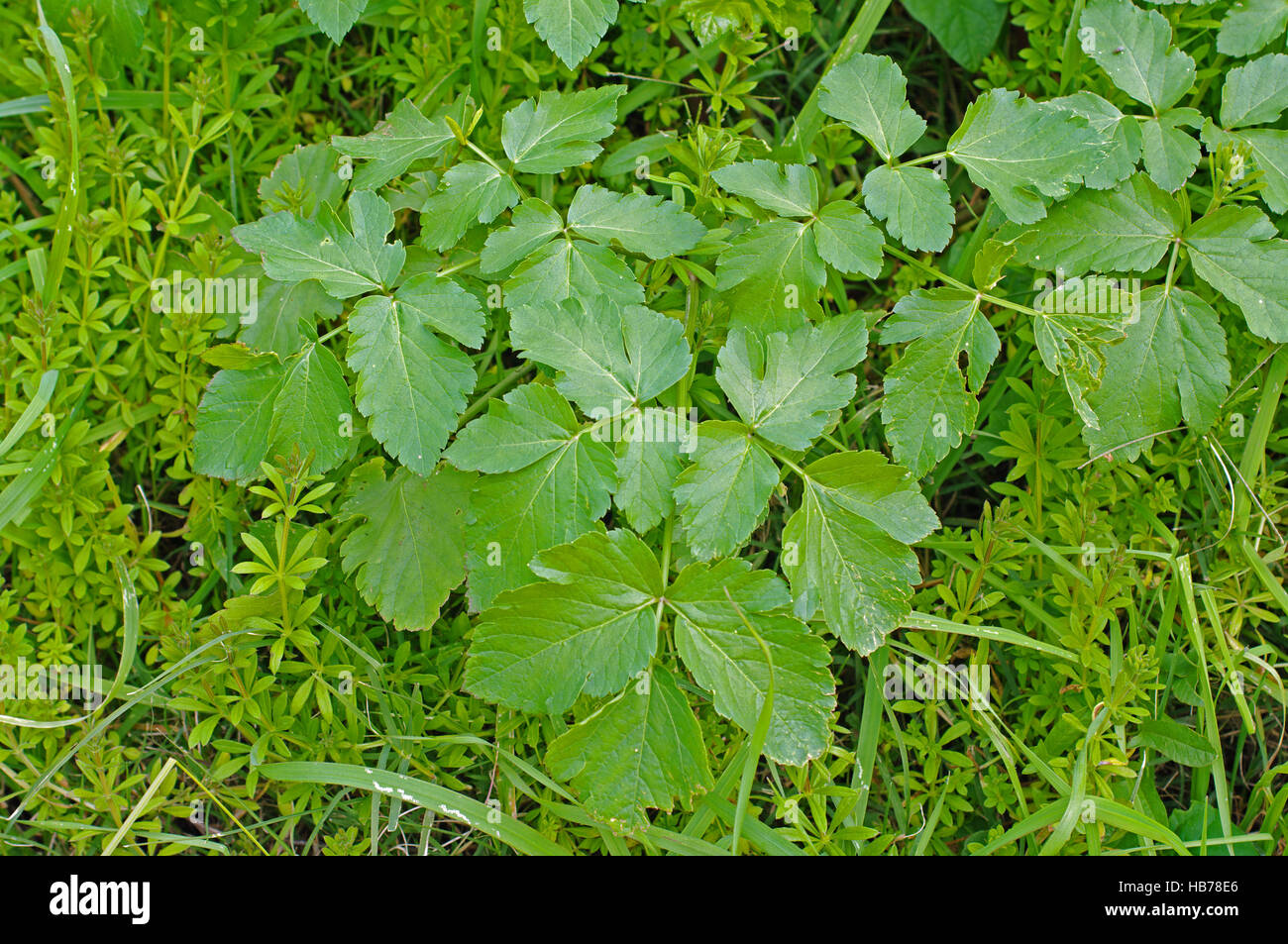 This is Aegopodium podagraria, the Ground elder or Goutweed, from the ...
