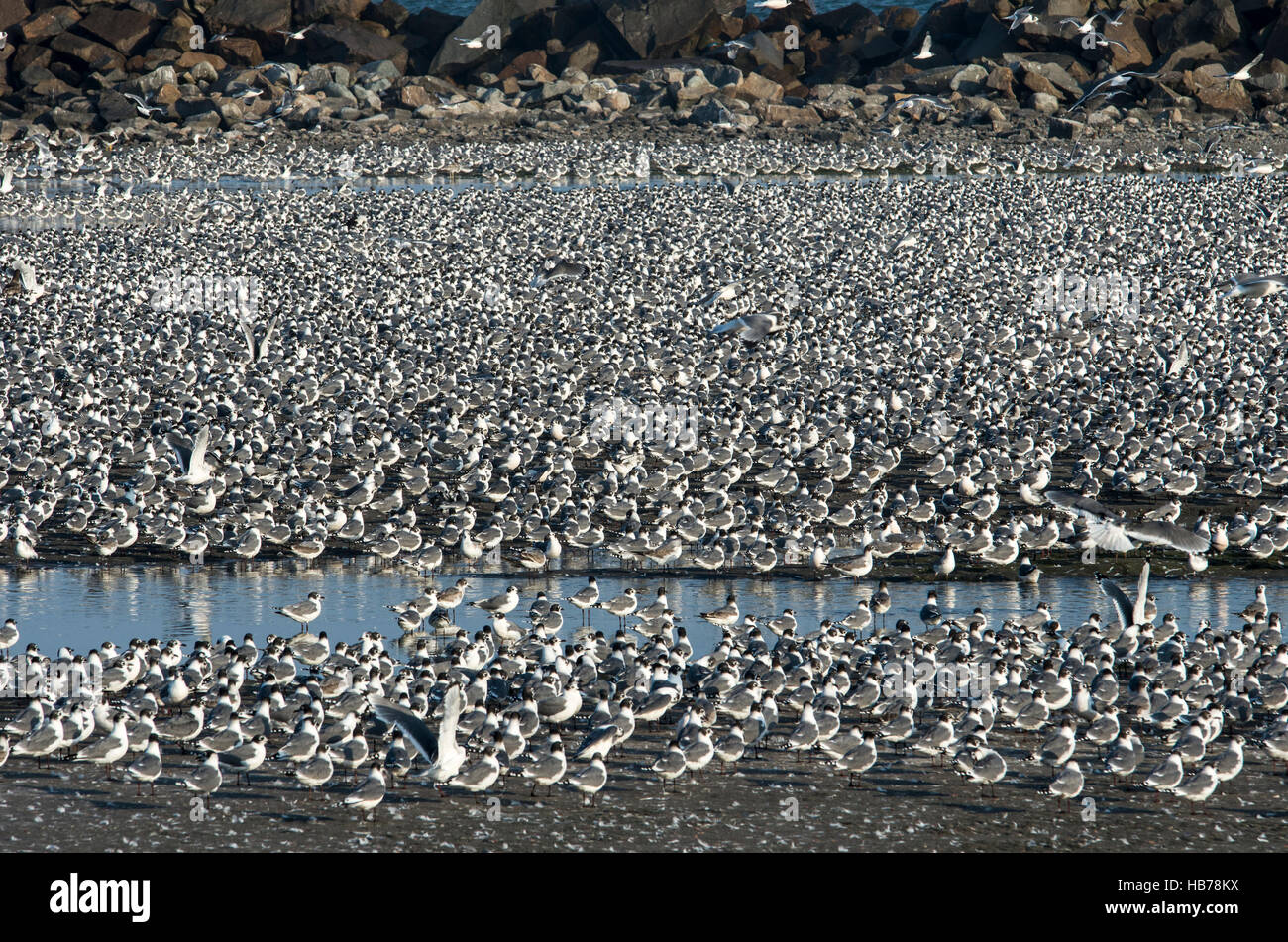 Flock of birds in La Punta, El Callao, Peru Stock Photo - Alamy