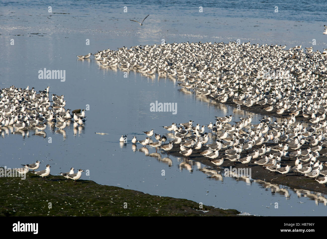 Flock of birds in La Punta, El Callao, Peru Stock Photo - Alamy