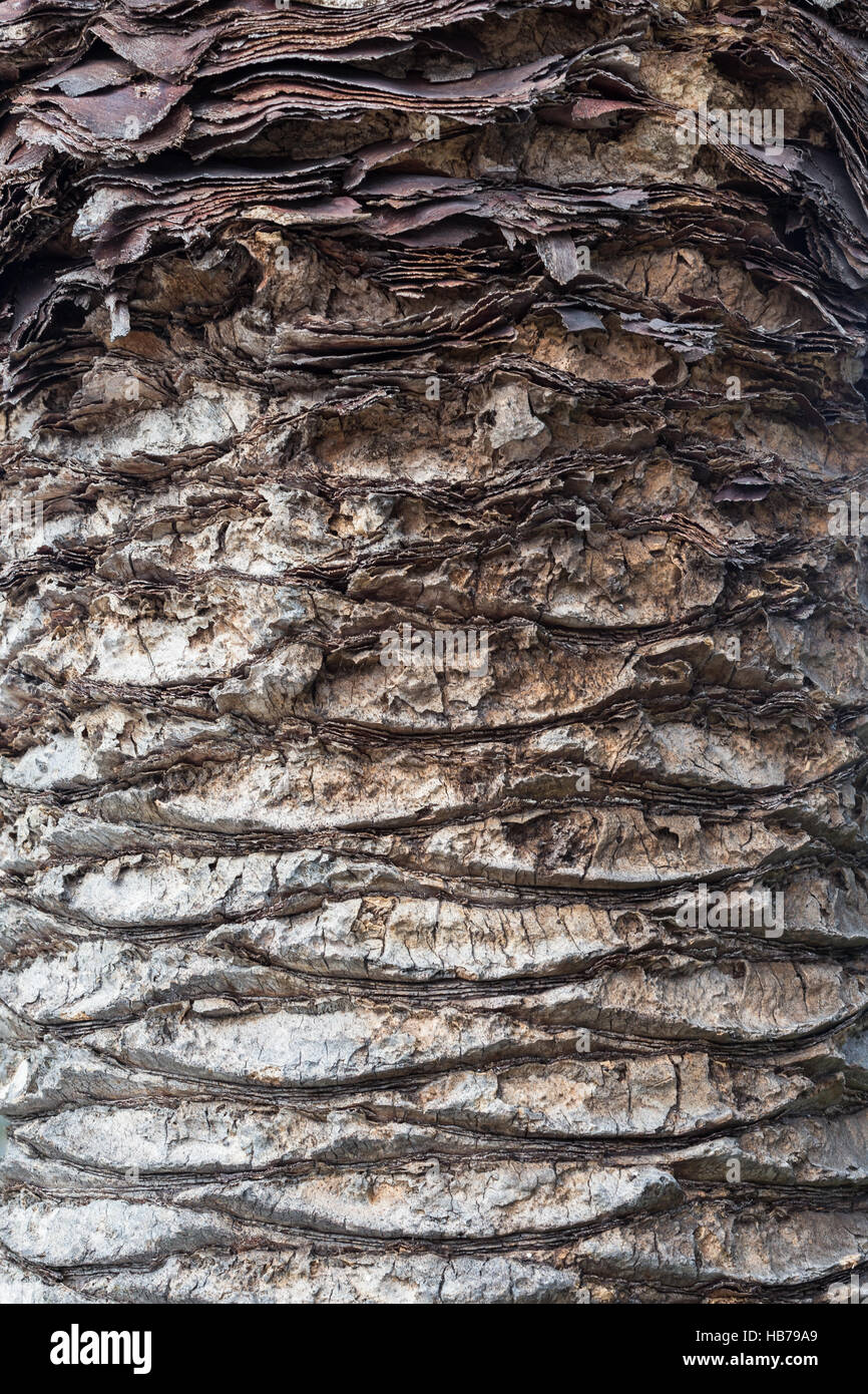Closeup texture of palm tree as a pattern background Stock Photo - Alamy