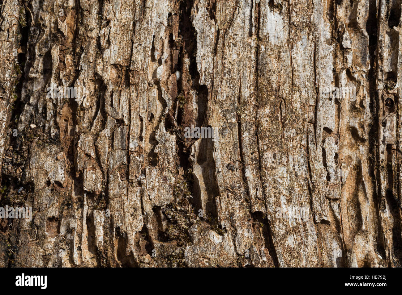 Very old wood as a texture background Stock Photo - Alamy