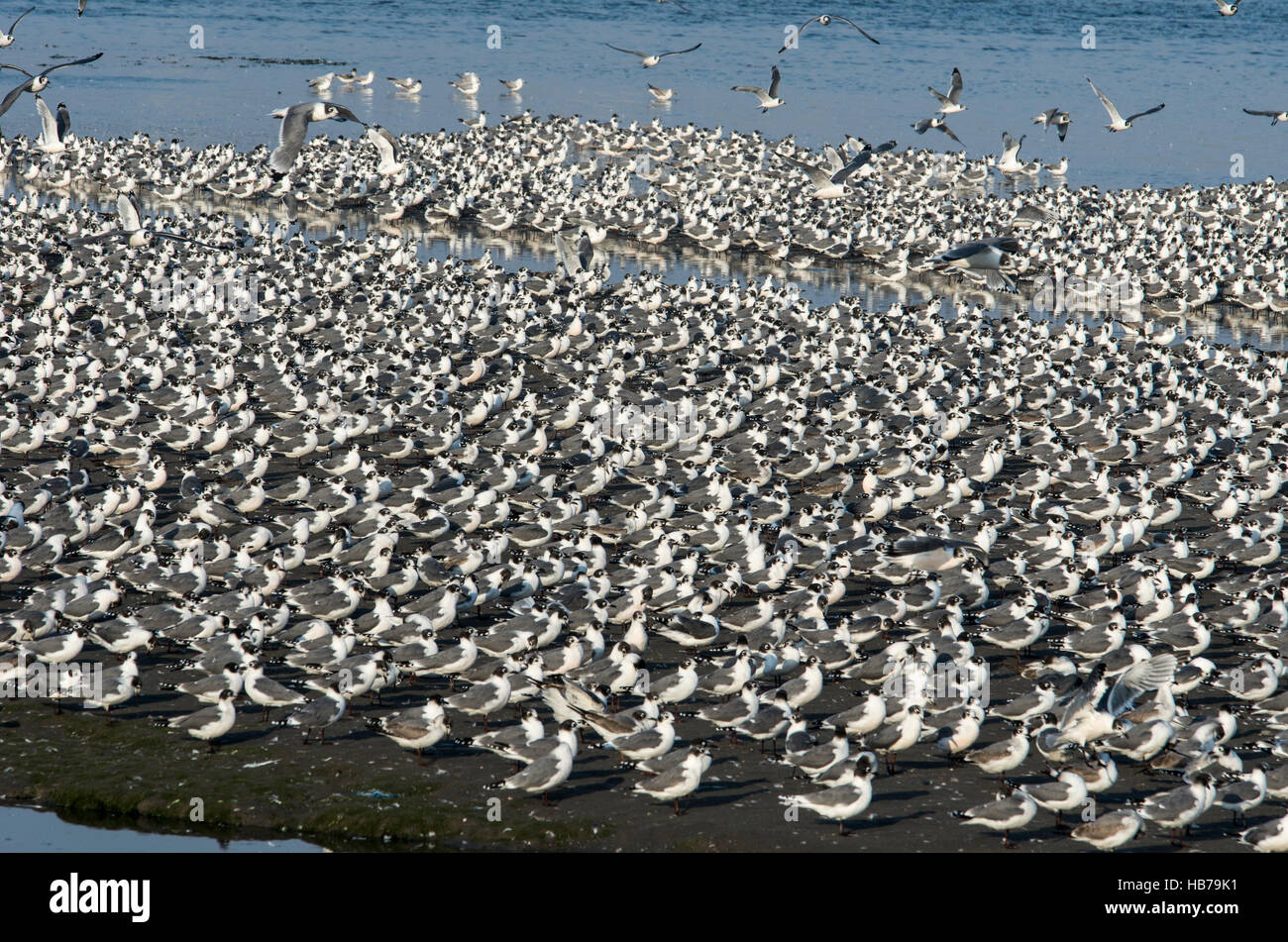 Flock of birds in La Punta, El Callao, Peru Stock Photo - Alamy