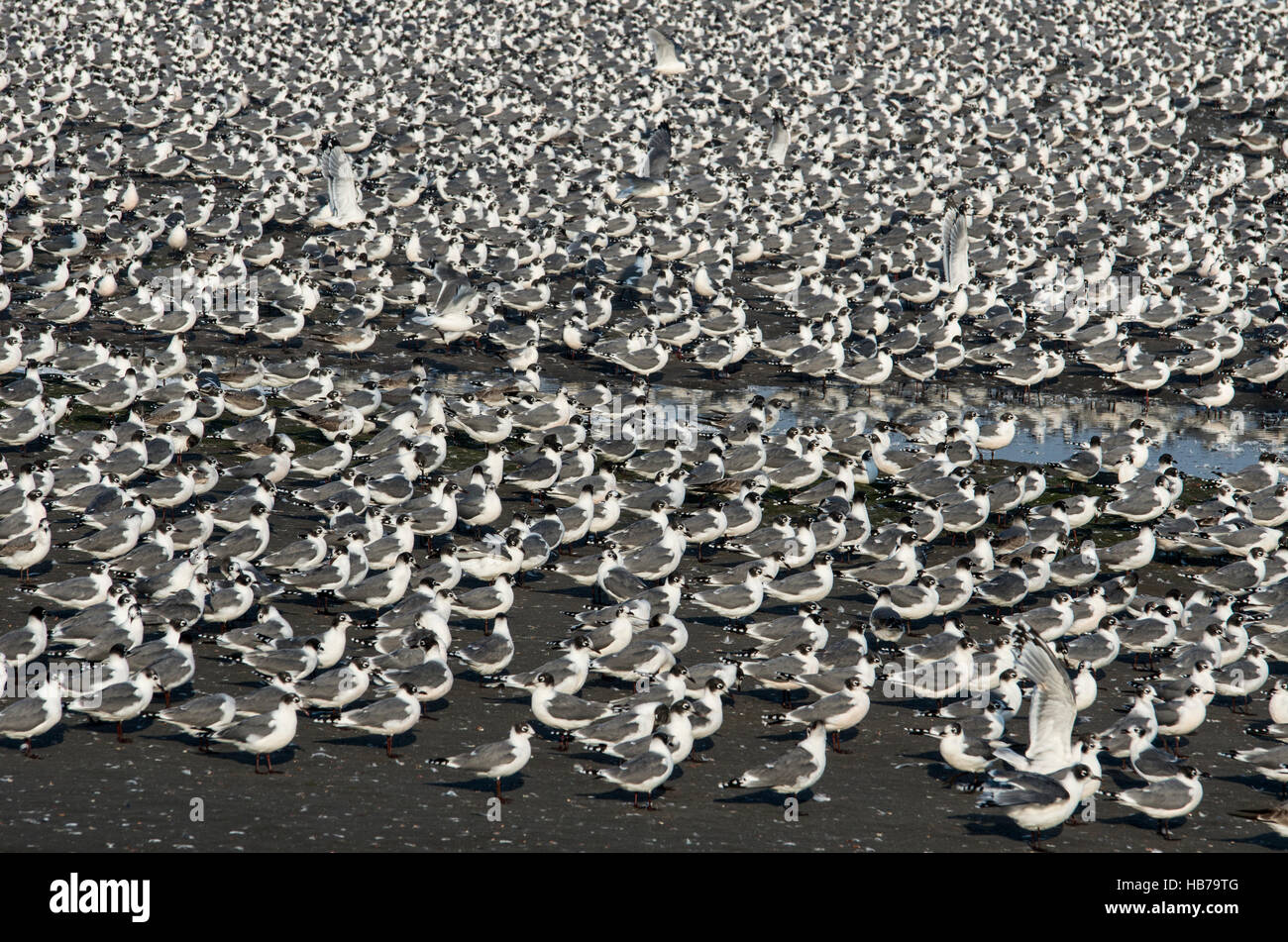 Flock of birds in La Punta, El Callao, Peru Stock Photo - Alamy