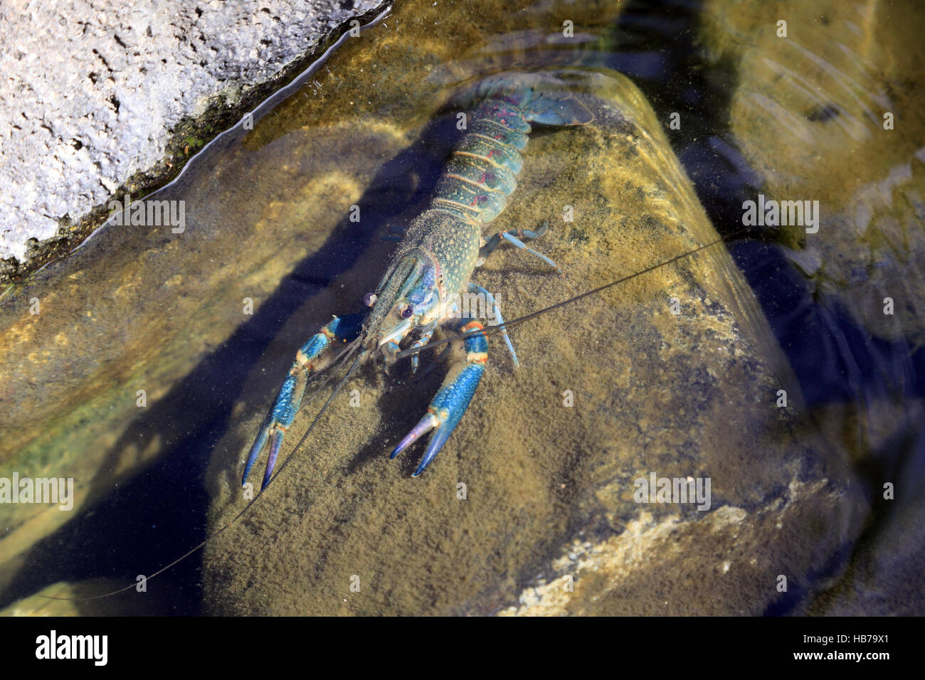 Cherax quadricarinatus, Redclaw Stock Photo - Alamy