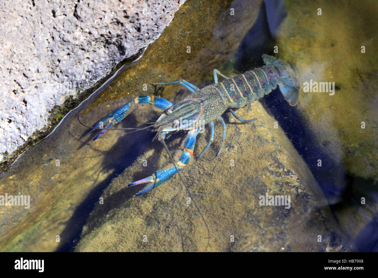 Cherax quadricarinatus, Redclaw Stock Photo - Alamy