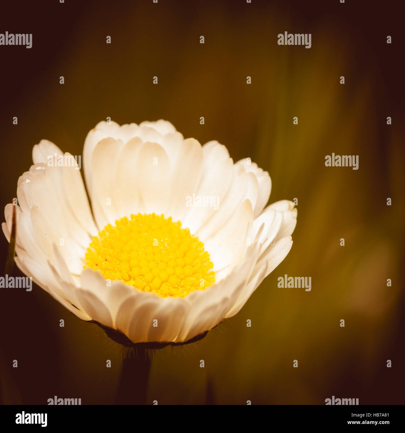 Filigree close up hi-res stock photography and images - Alamy