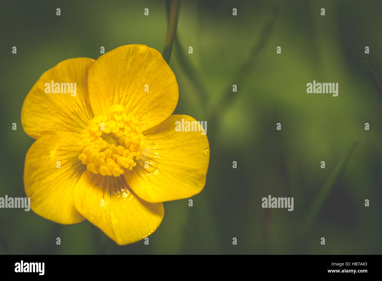 Buttercup rose hi-res stock photography and images - Alamy