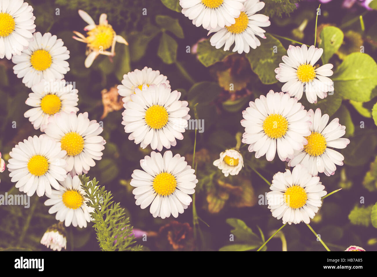 Daisies in top view Stock Photo - Alamy