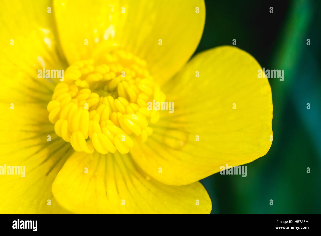 Buttercup photo hi-res stock photography and images - Alamy