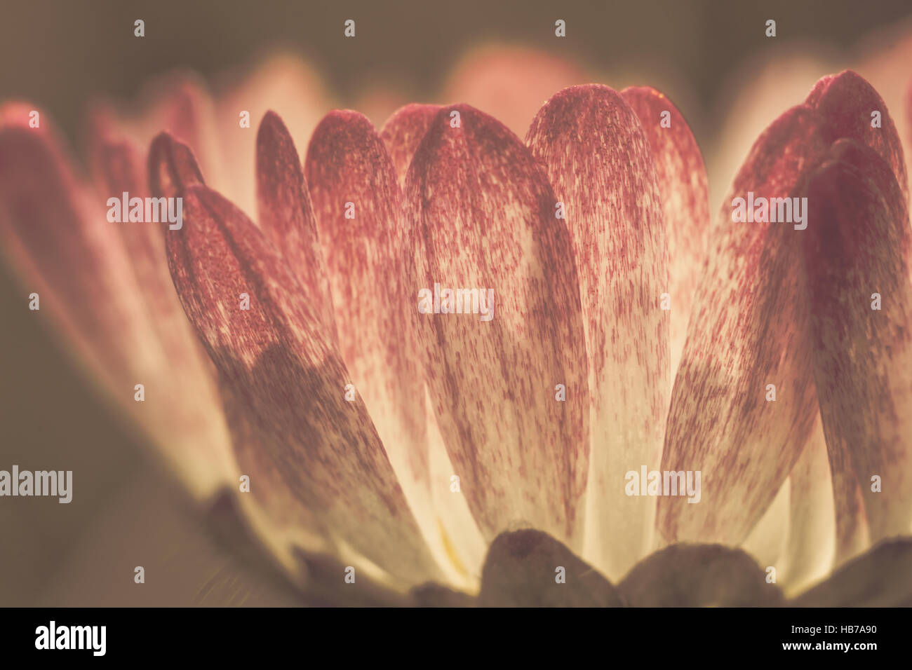 Macro of Daisy Stock Photo - Alamy