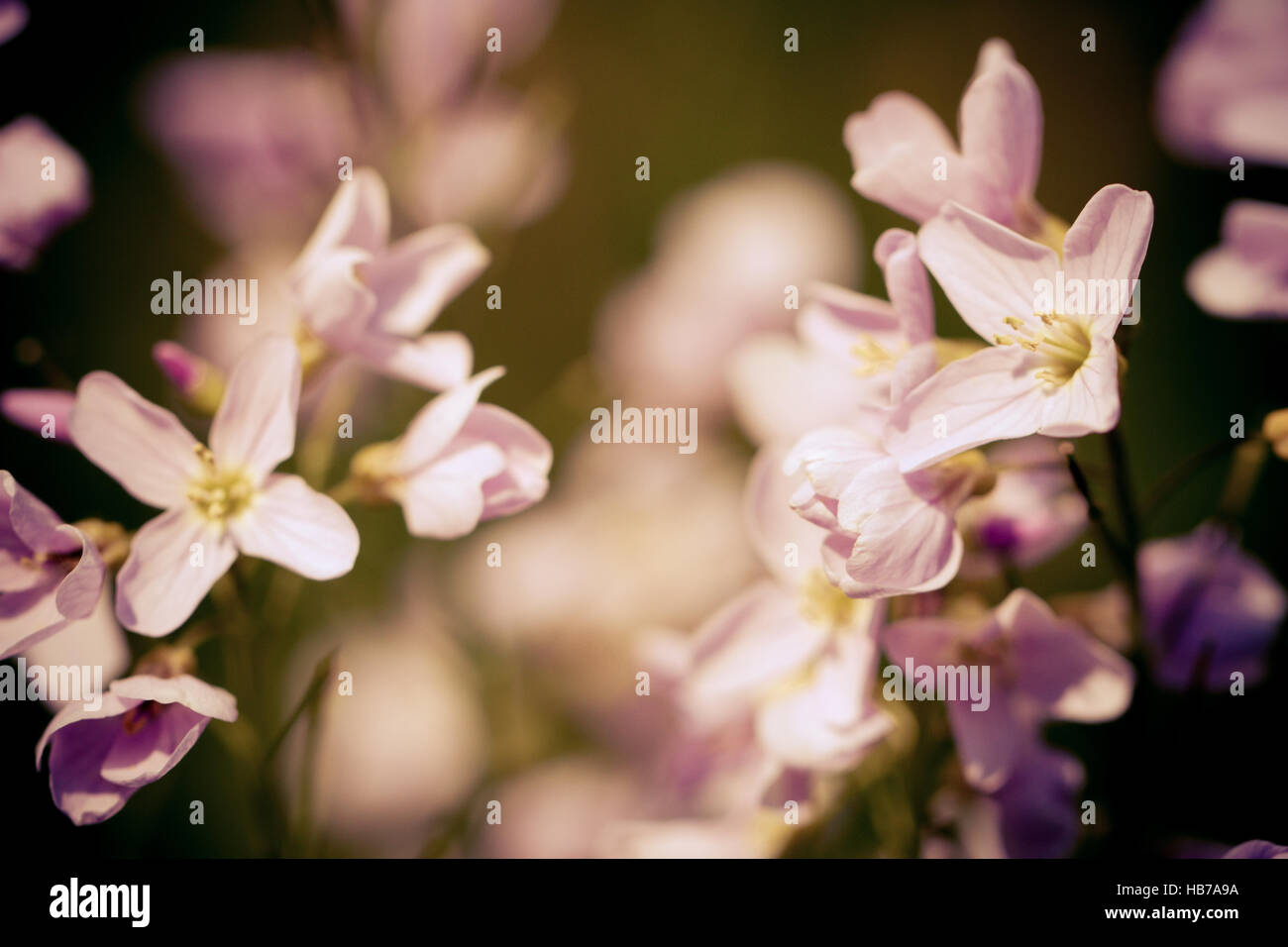 Pale pink flowers hi-res stock photography and images - Alamy