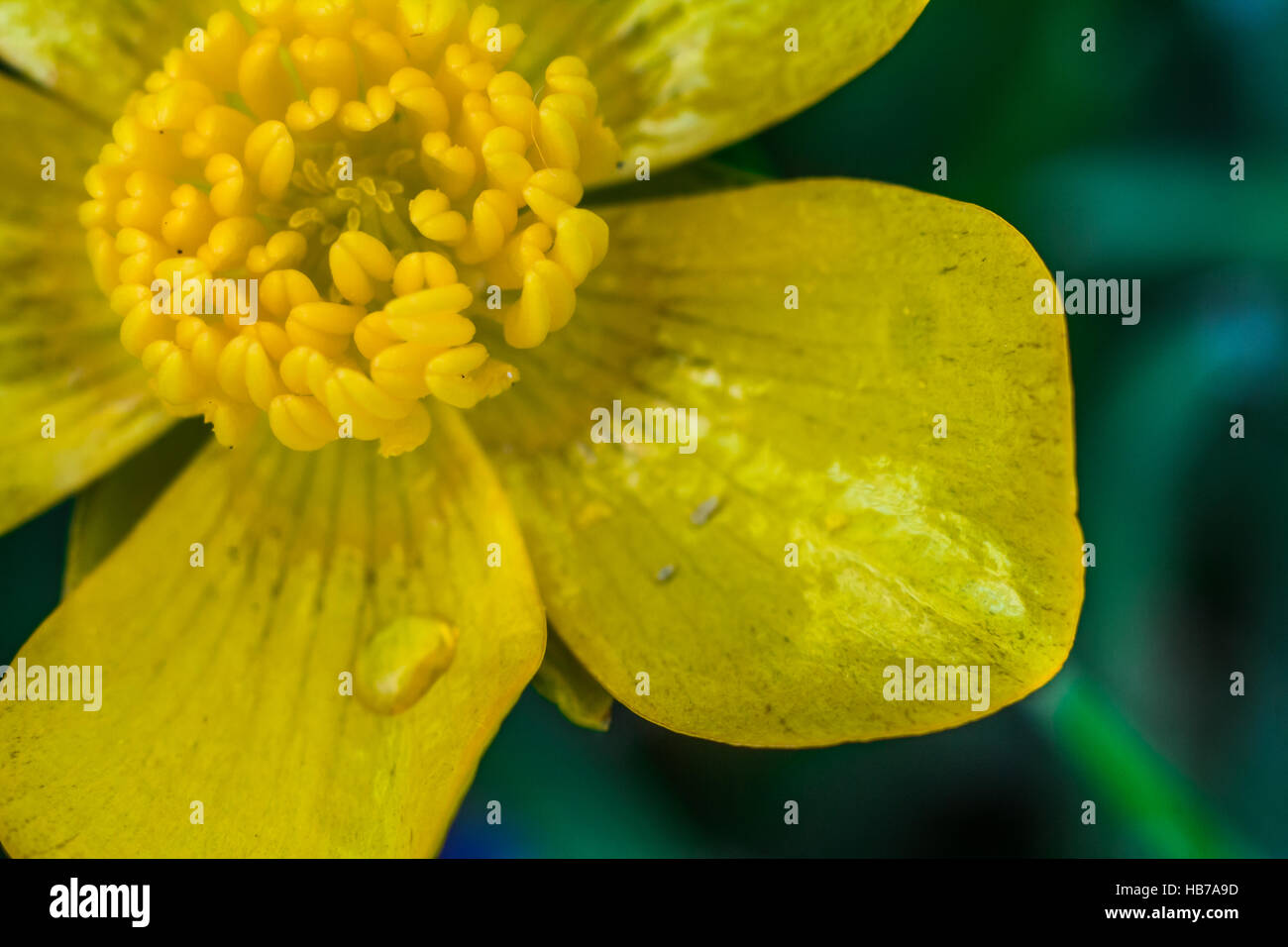 Buttercup photo hi-res stock photography and images - Alamy