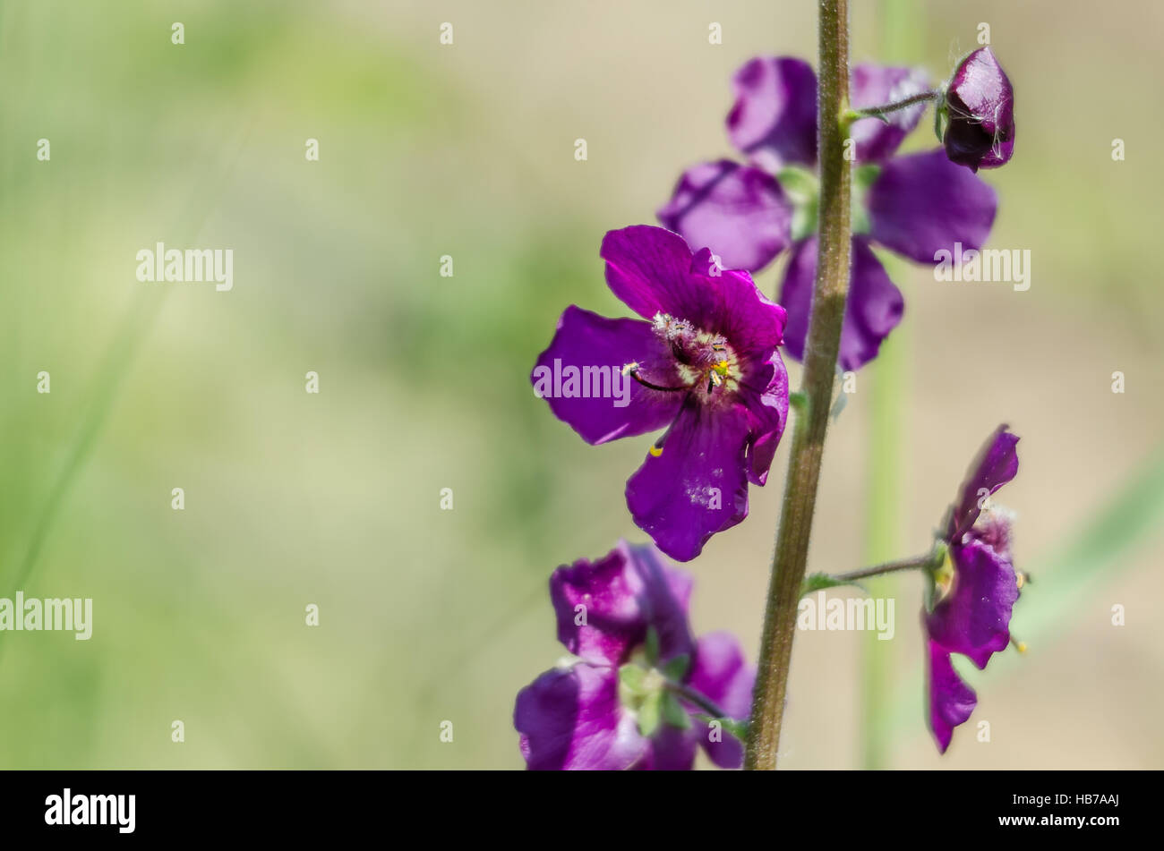 Wilde orchidee hi-res stock photography and images - Alamy