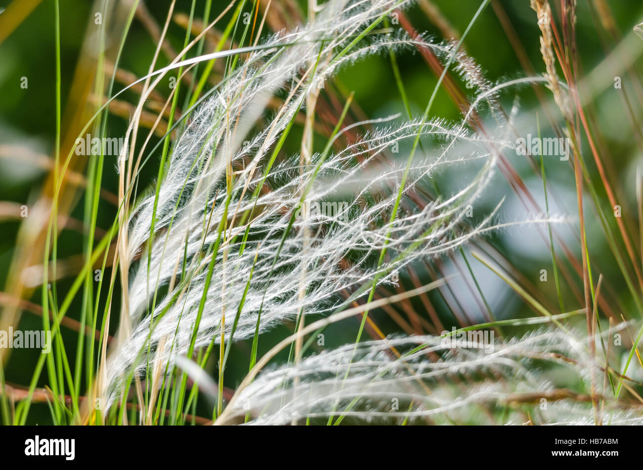 Steppengraser hi-res stock photography and images - Alamy