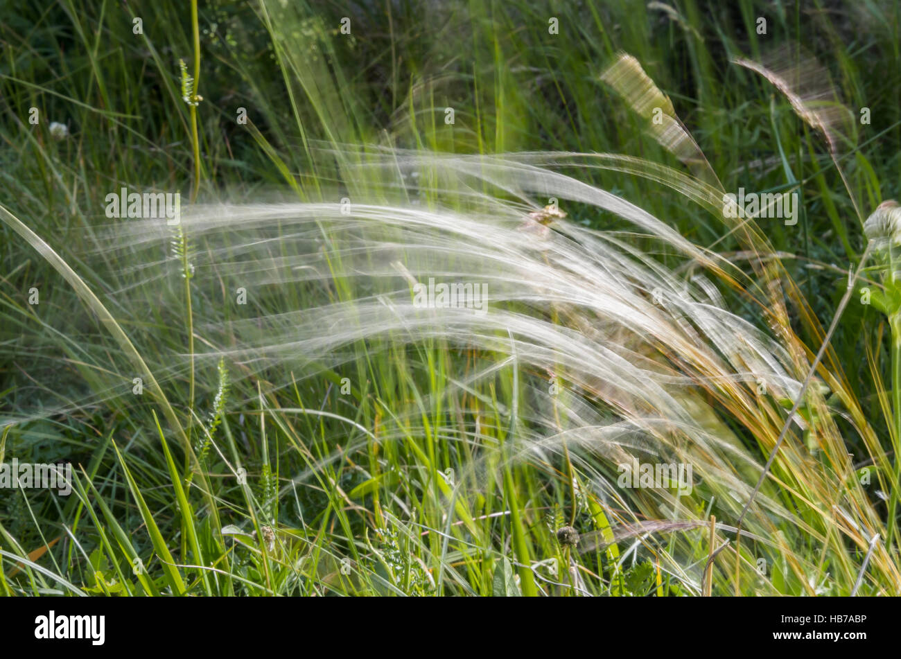 Northern steppe hi-res stock photography and images - Alamy