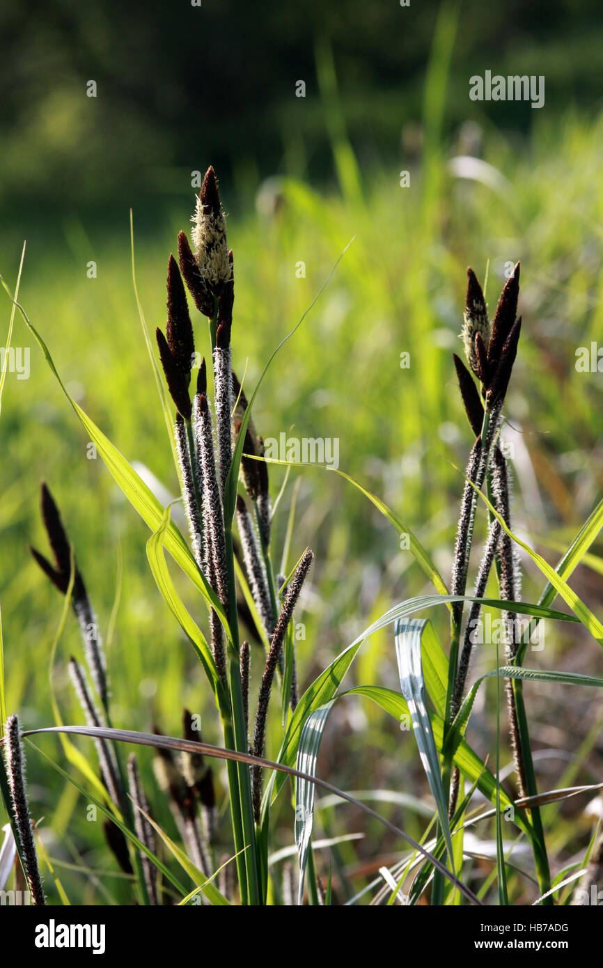 Carex gras hi-res stock photography and images - Alamy