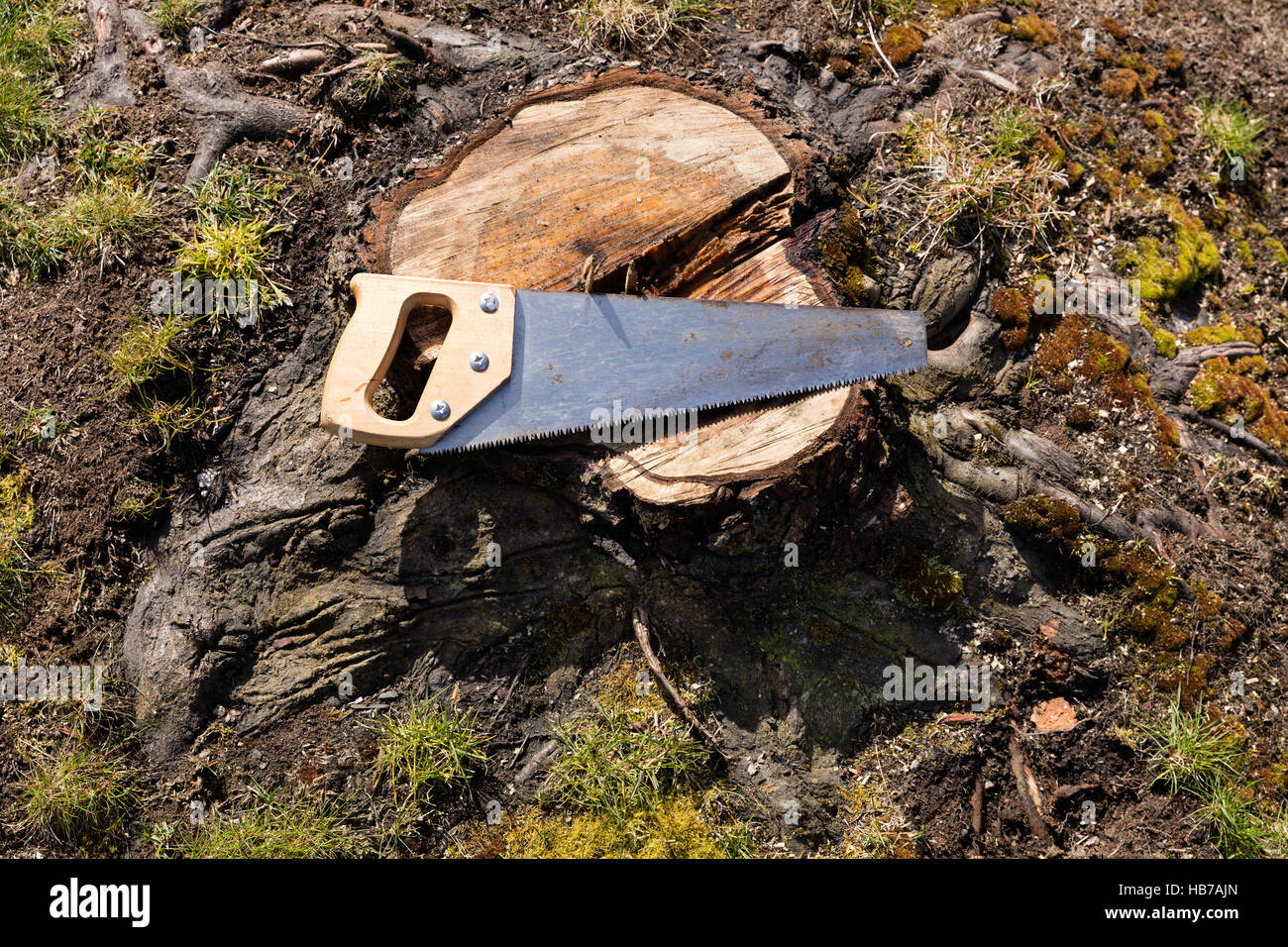 Remove tree stump hi-res stock photography and images - Alamy