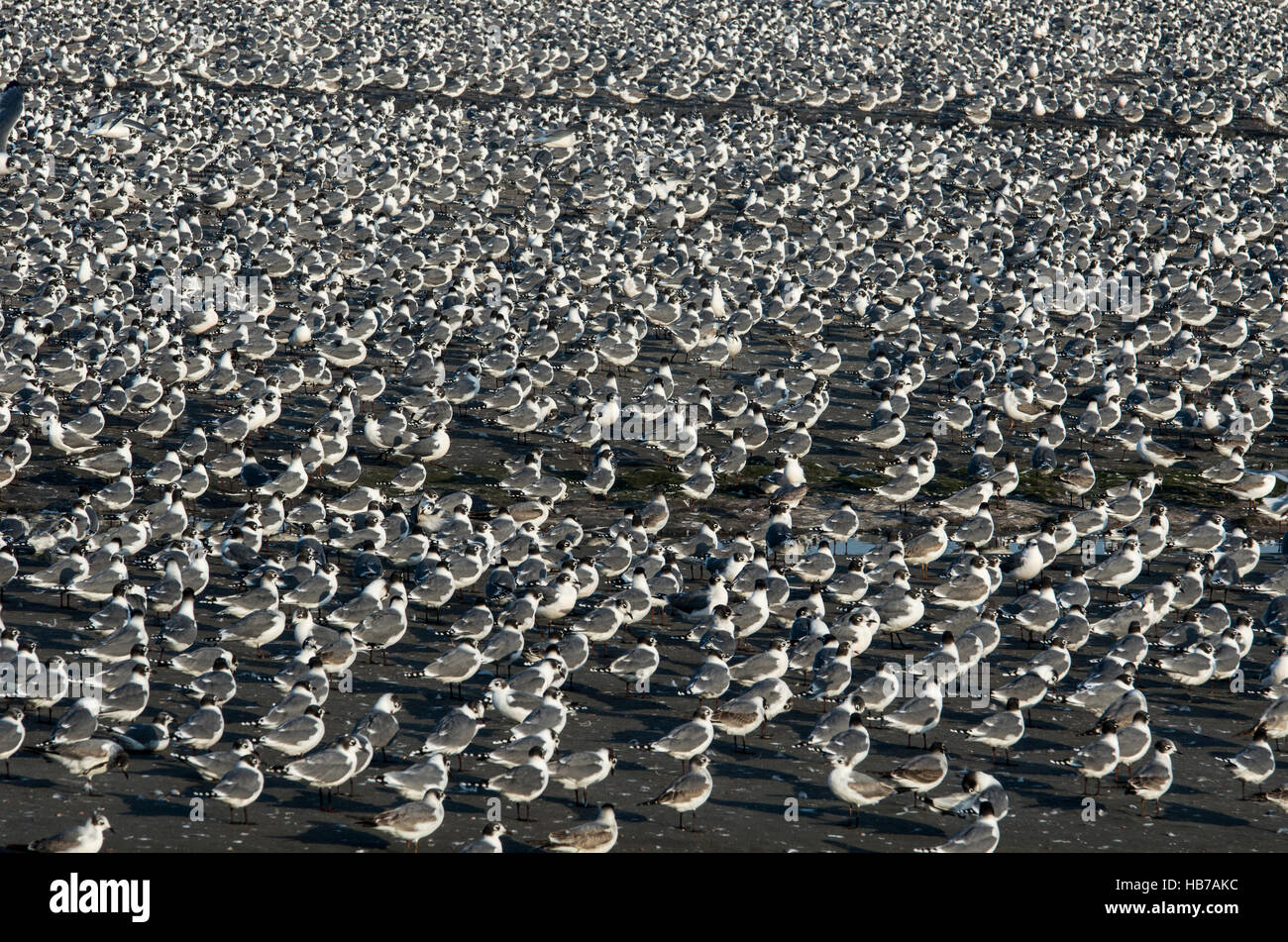 Flock of birds in La Punta, El Callao, Peru Stock Photo - Alamy
