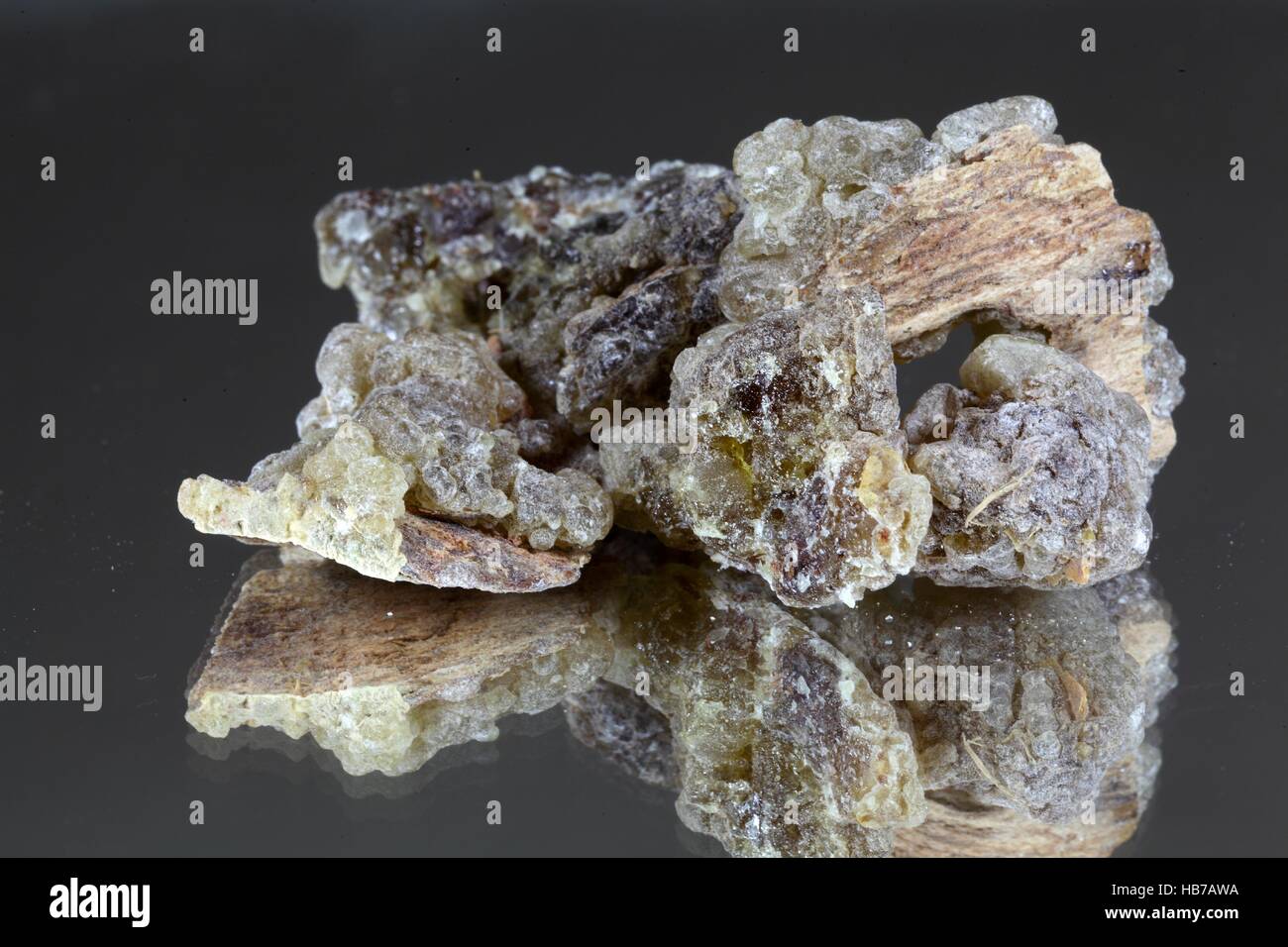A frankincense tree hi-res stock photography and images - Alamy