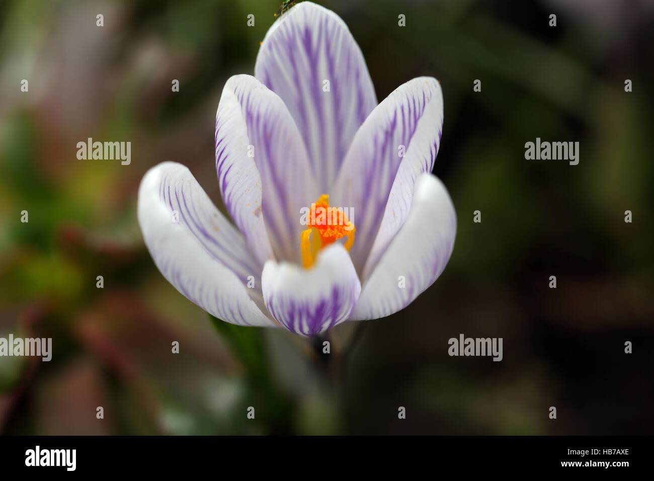 Detail photo of crocus flowers in a garden Stock Photo - Alamy
