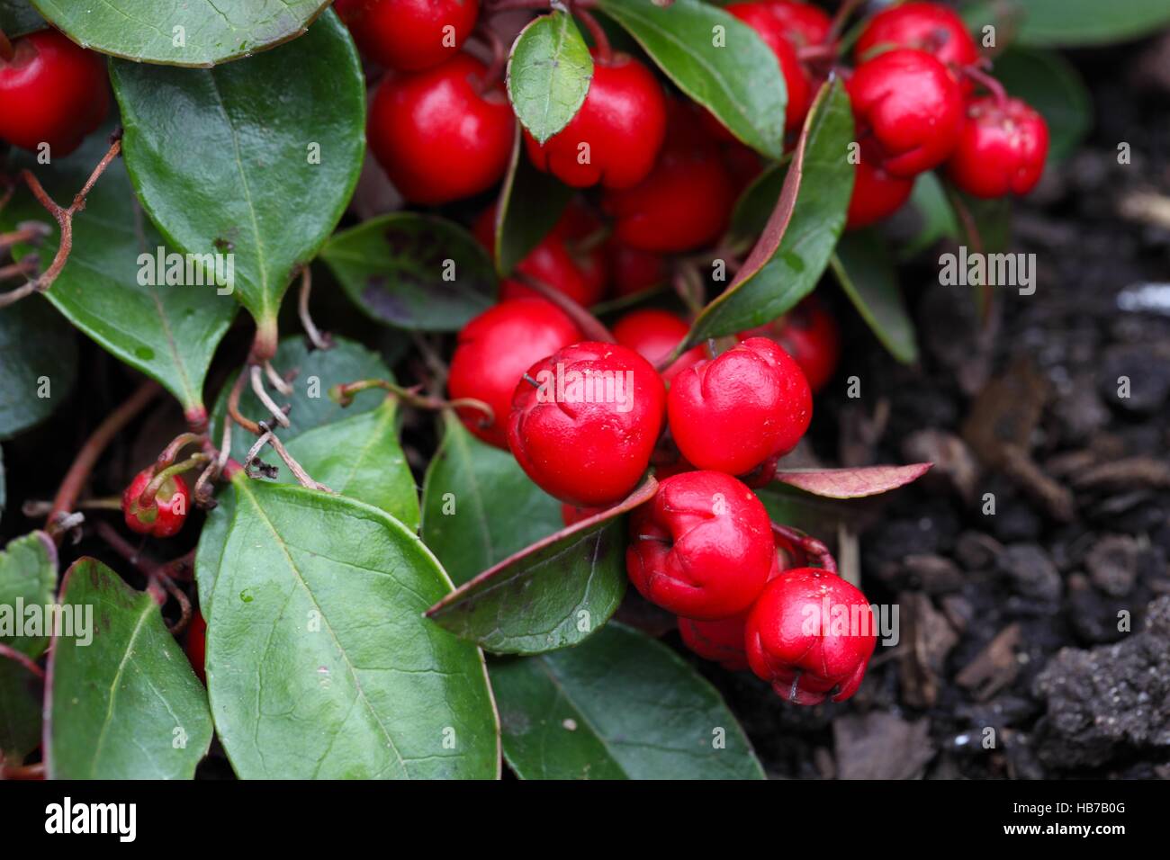 Teaberry Gaultheria procumbens Stock Photo - Alamy