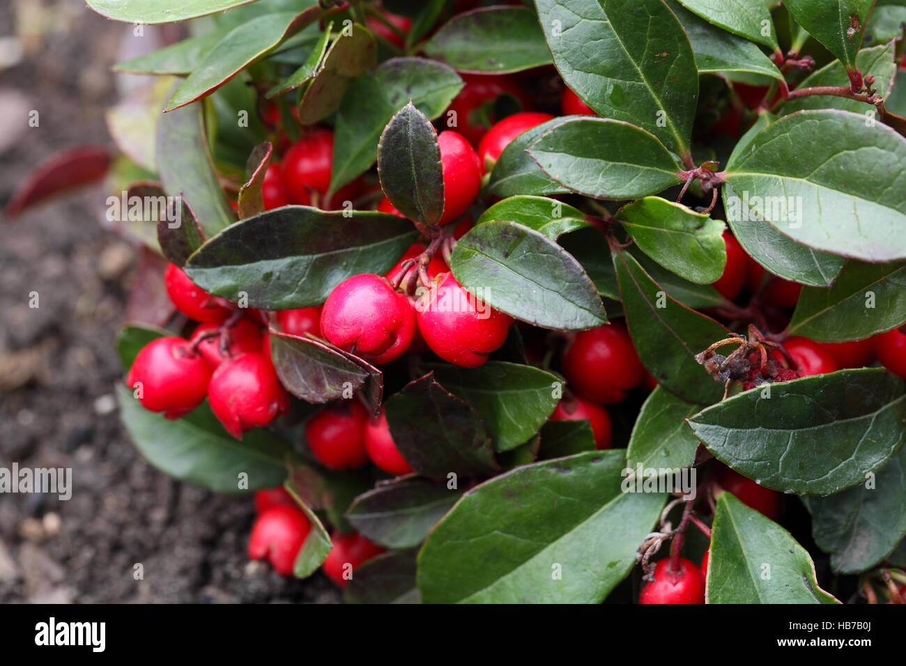 Teaberry Gaultheria procumbens Stock Photo - Alamy