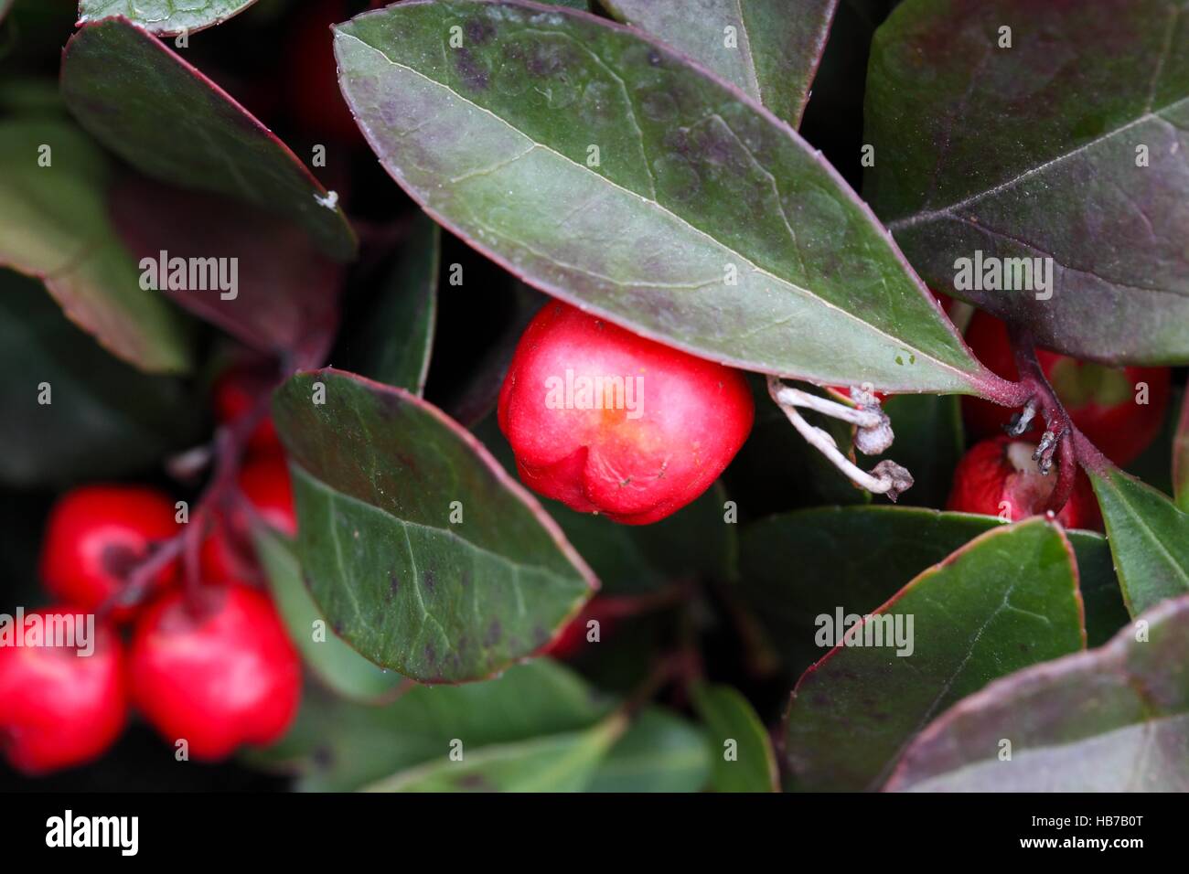 Teaberry Gaultheria procumbens Stock Photo - Alamy
