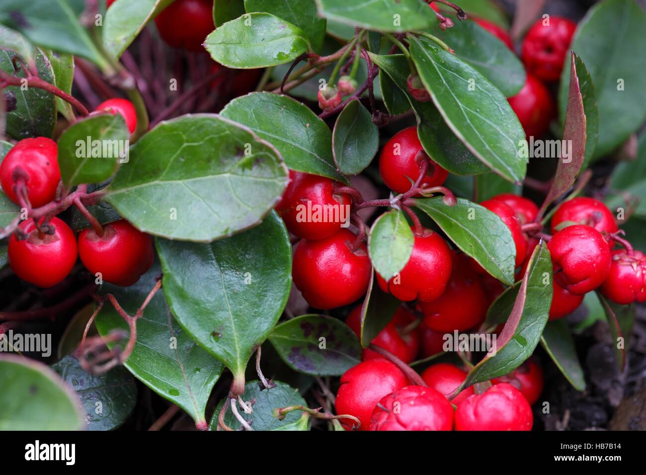 Teaberry Gaultheria procumbens Stock Photo - Alamy