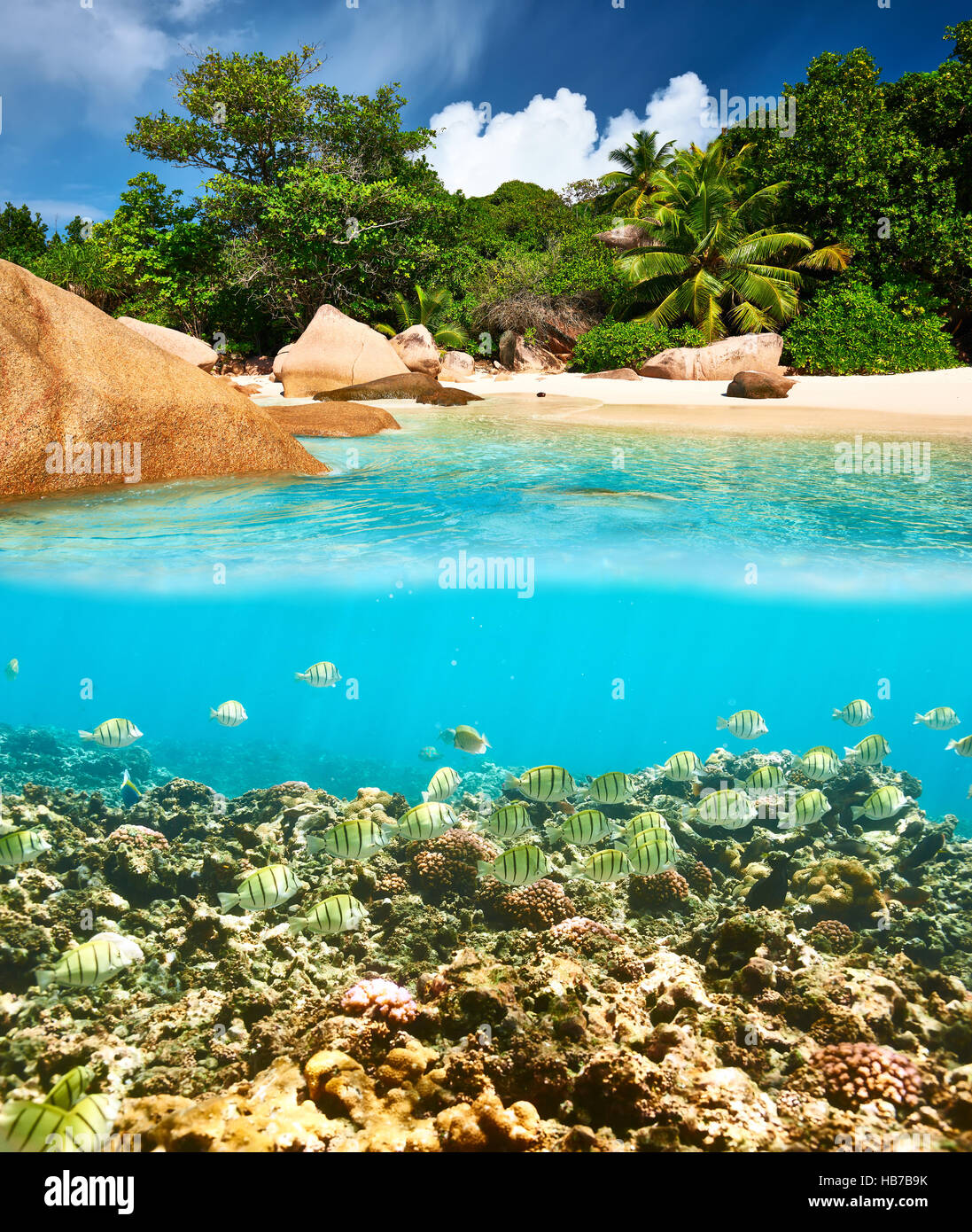 Coral reef and fish at Seychelles Stock Photo - Alamy