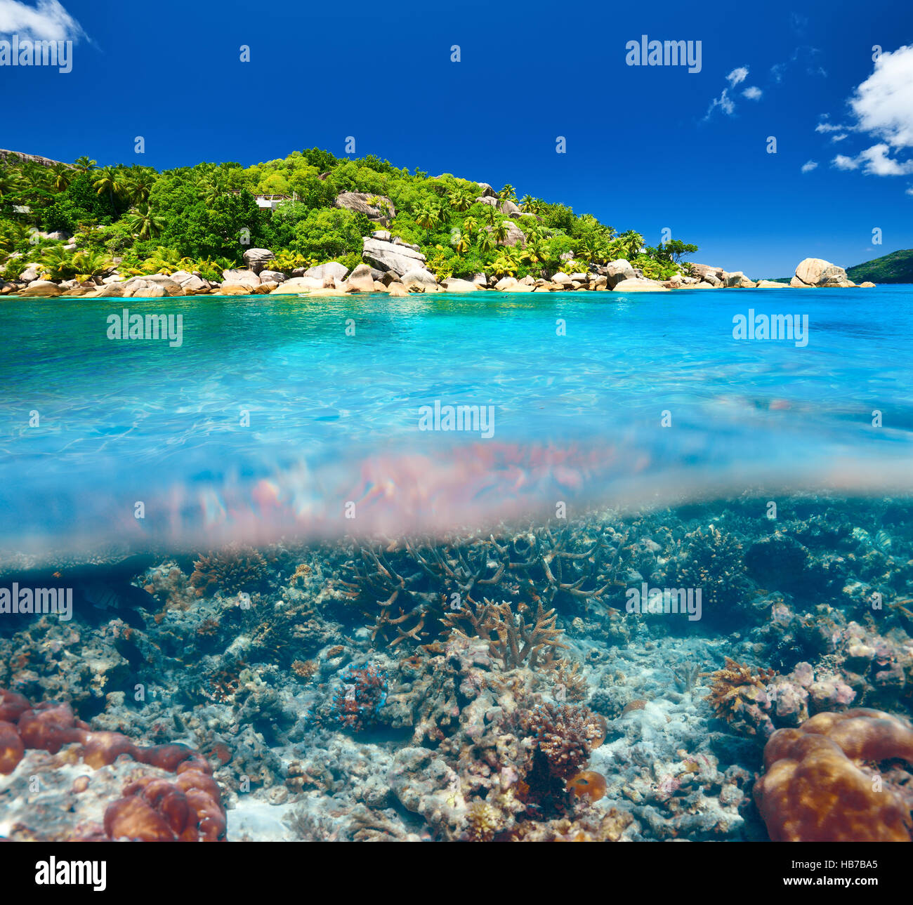 Coral reef at Seychelles Stock Photo - Alamy