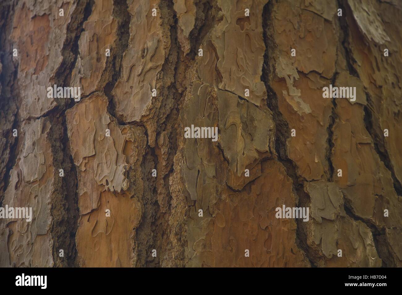 Exotic, brown wood bark Texture Stock Photo - Alamy