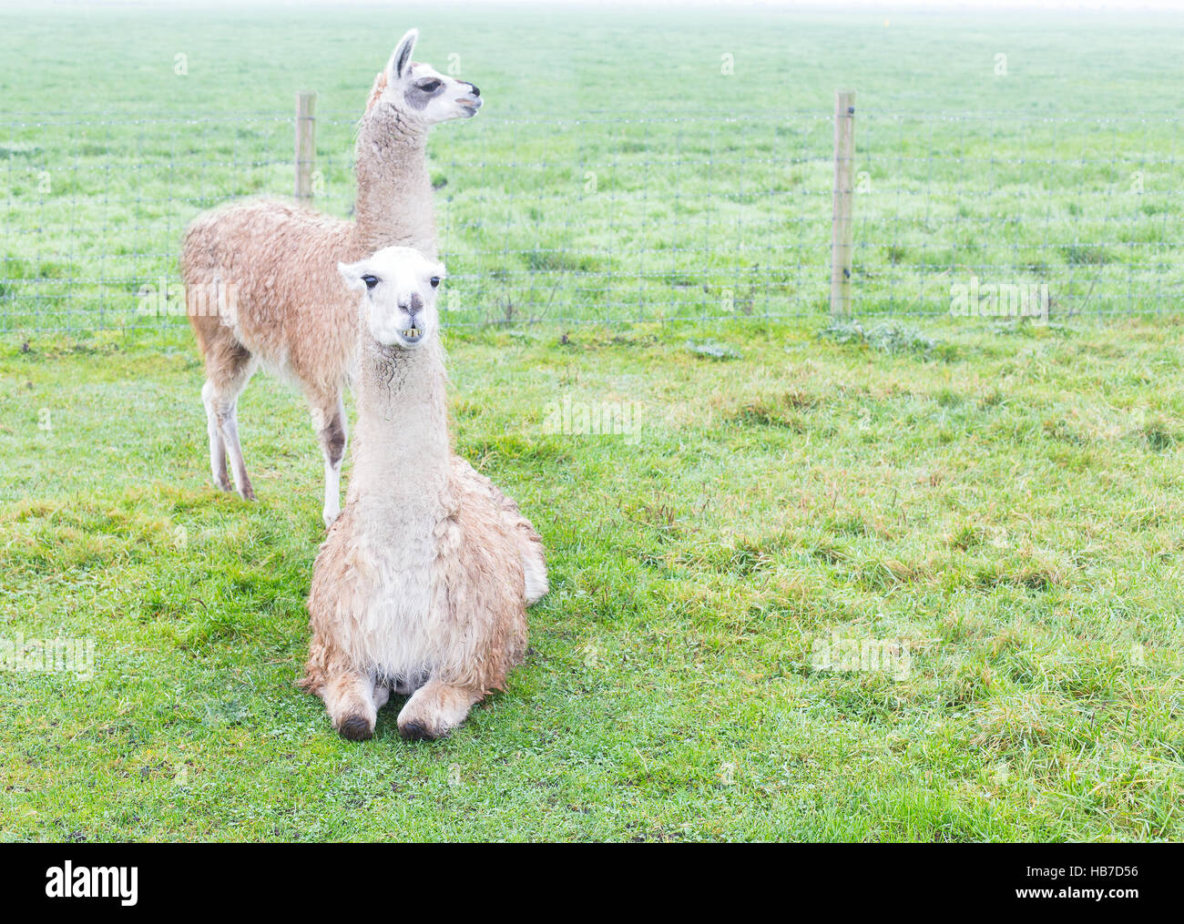 Two llamas standing on a green land Stock Photo - Alamy