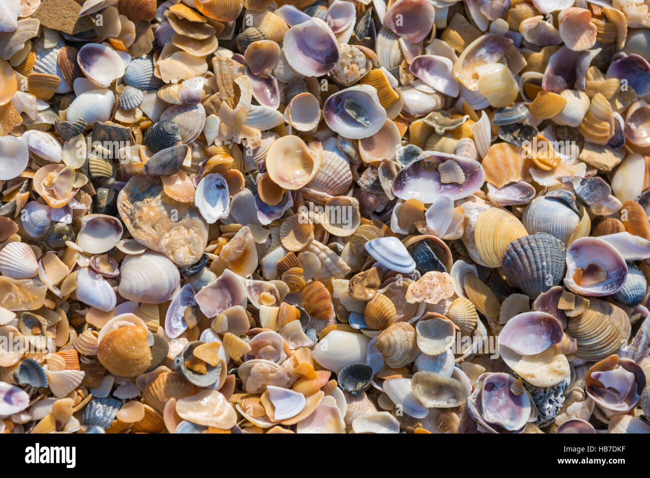 Multicolored seashells hi-res stock photography and images - Alamy