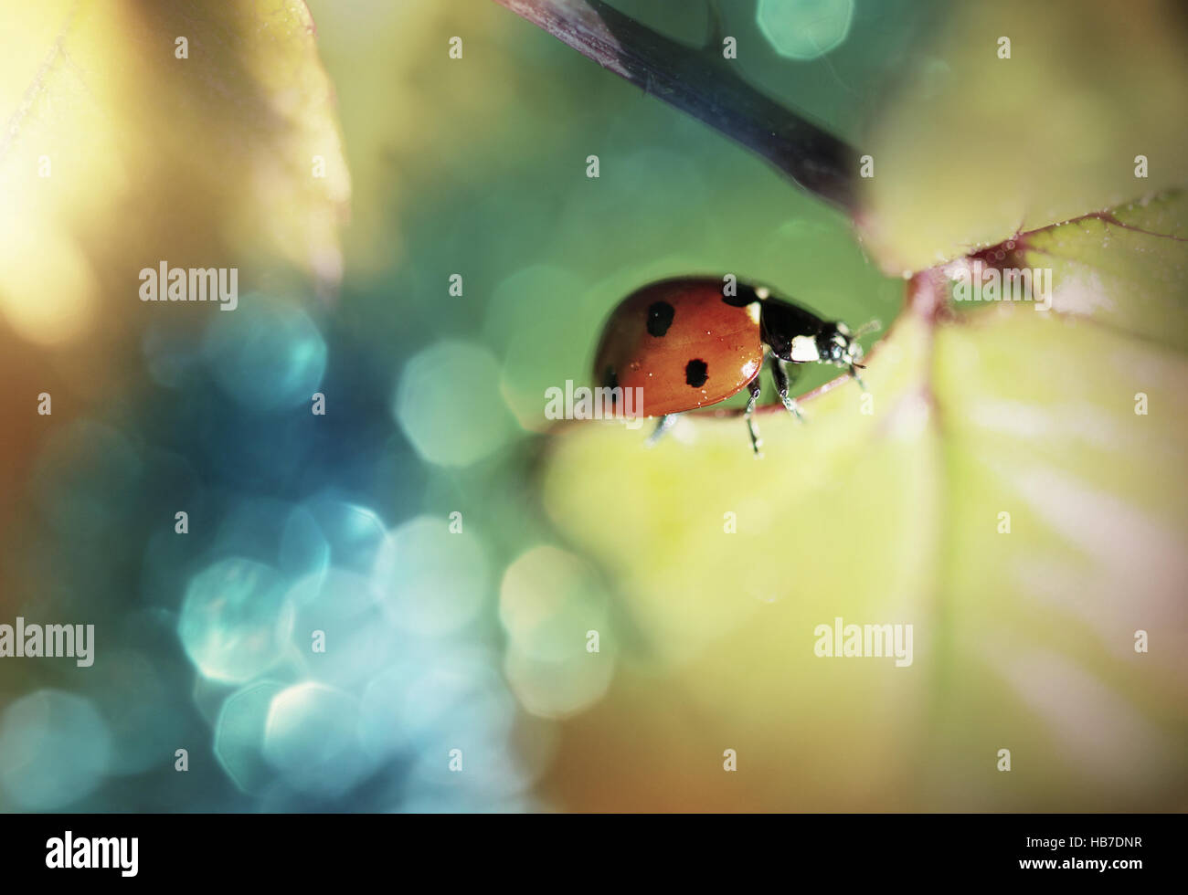Wet ladybug hi-res stock photography and images - Alamy