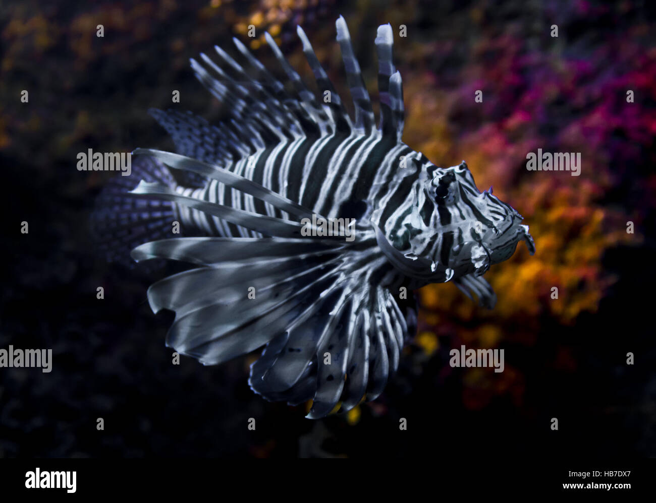 Colorful lion fish swimming in tropical water Stock Photo - Alamy