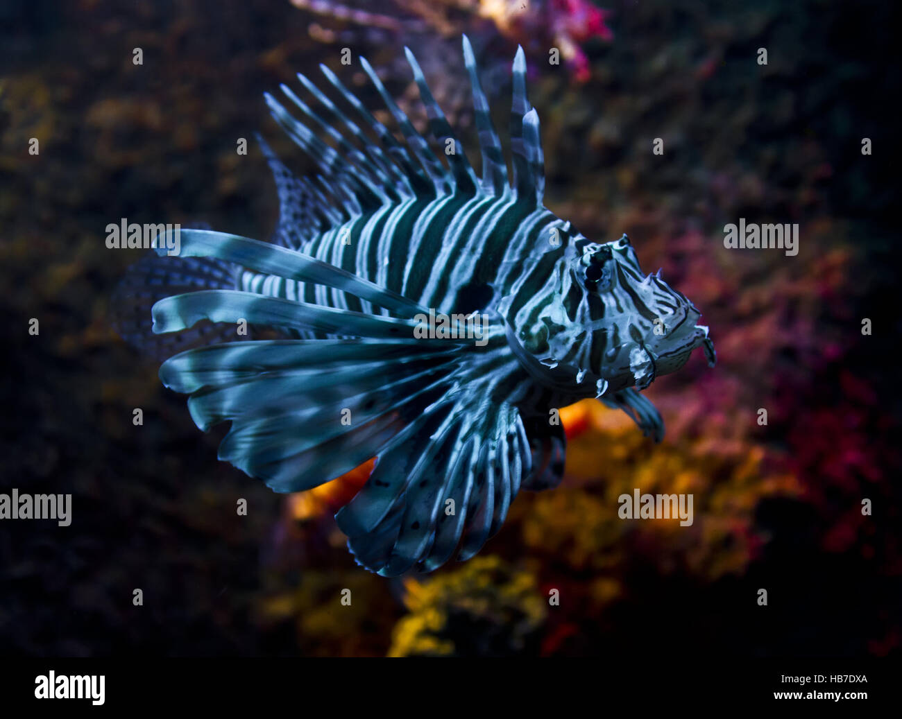 Colorful lion fish swimming in tropical water Stock Photo - Alamy