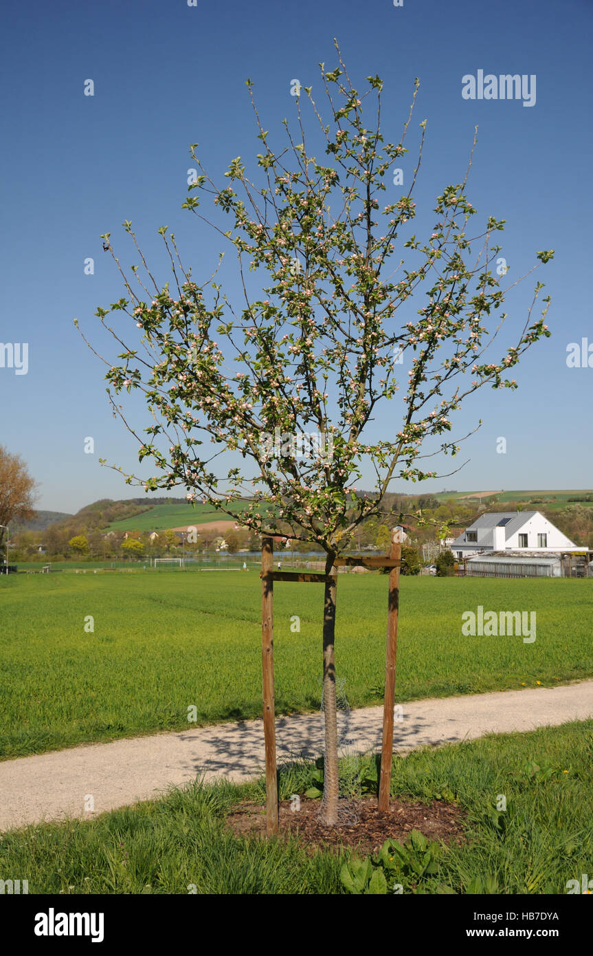 Staking an apple tree hi-res stock photography and images - Alamy