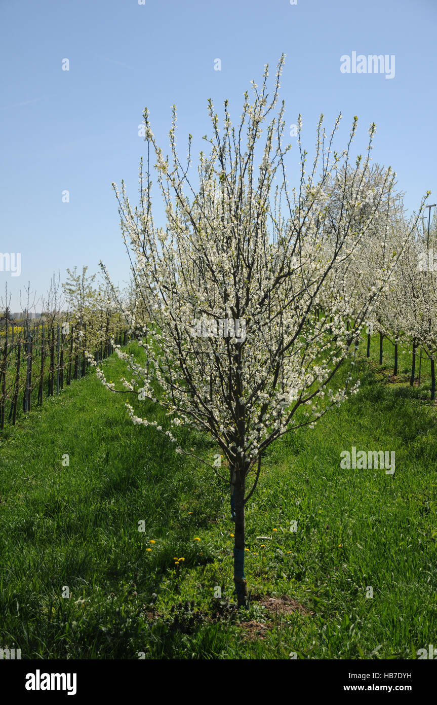 Plum tree fruit hi-res stock photography and images - Alamy