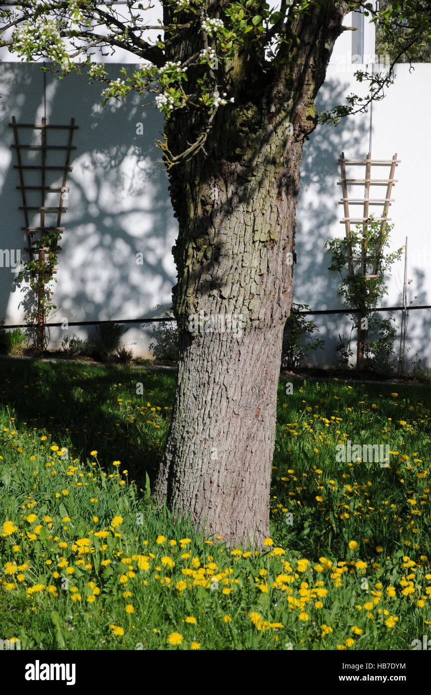 Grafting Of Fruit Trees High Resolution Stock Photography and Images ...