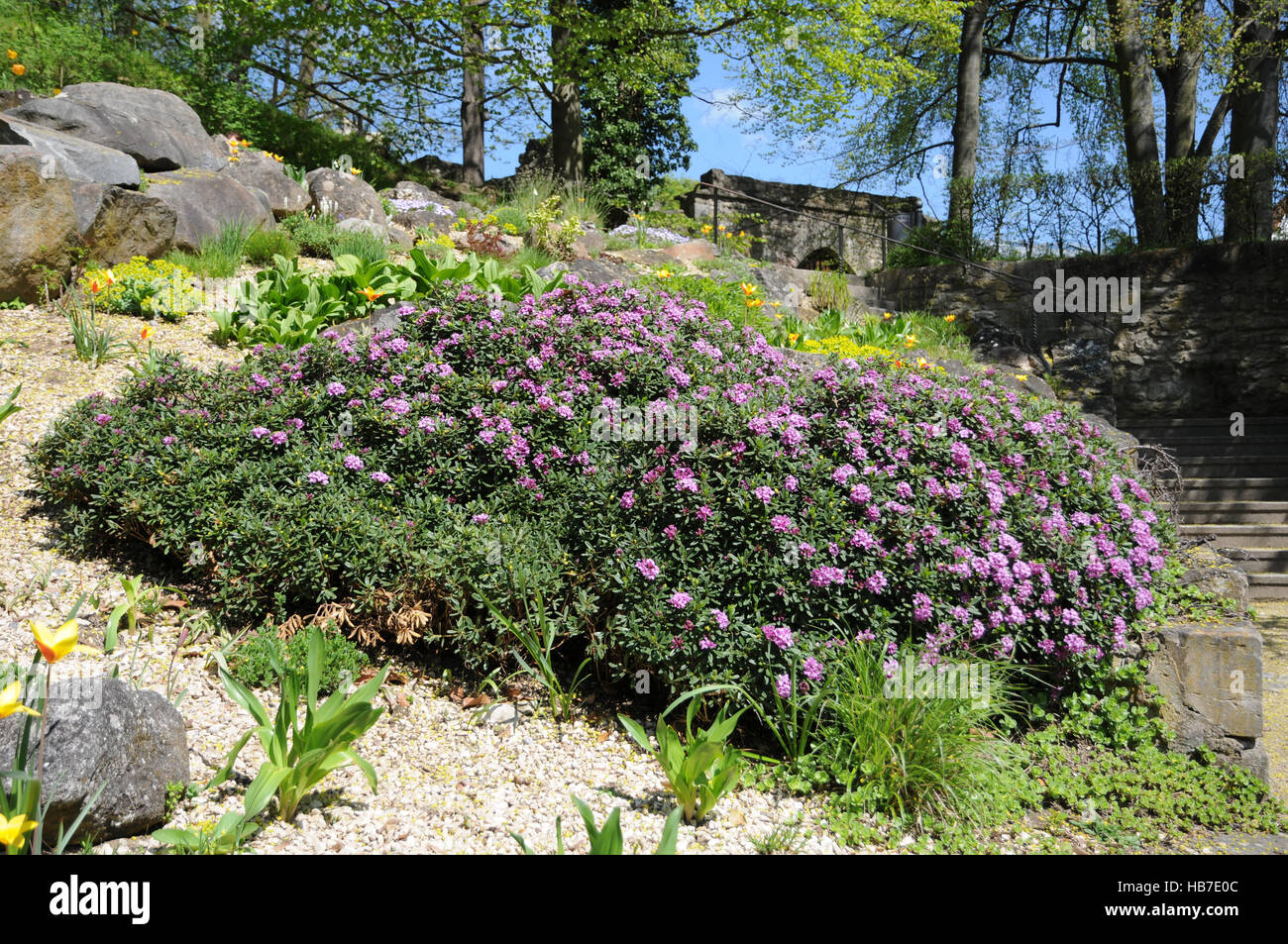 Daphne sericea, Mountain daphne Stock Photo - Alamy
