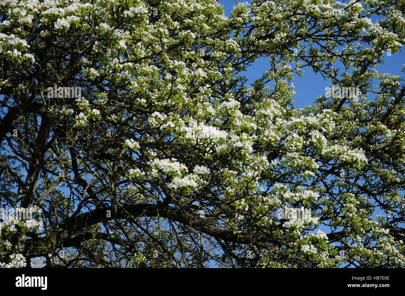 Pyrus communis, Pear tree Stock Photo - Alamy