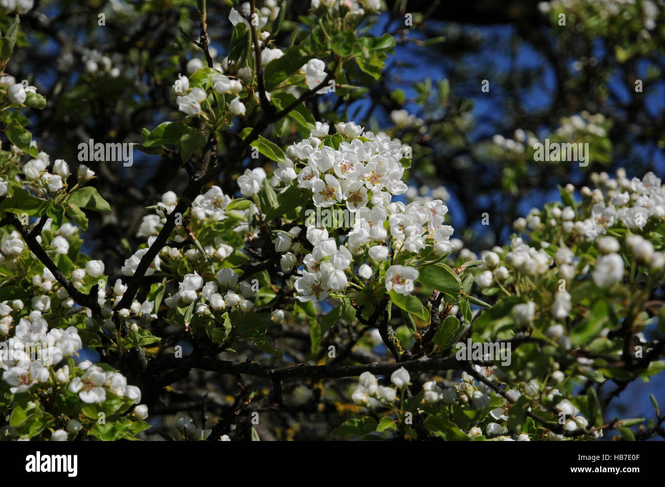 Pyrus communis, Pear tree Stock Photo - Alamy