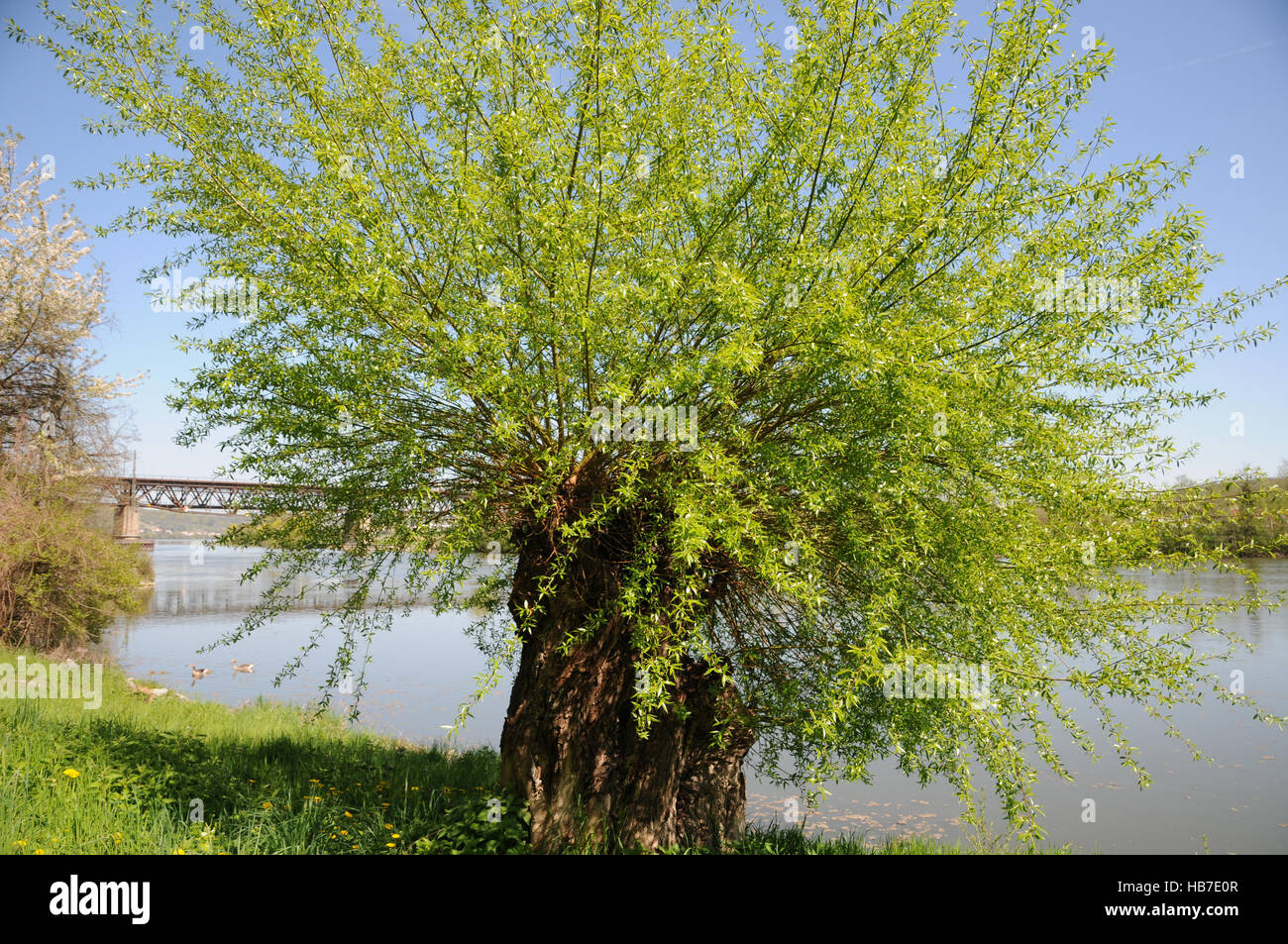 Salix alba, Silver willow, pollard Stock Photo - Alamy