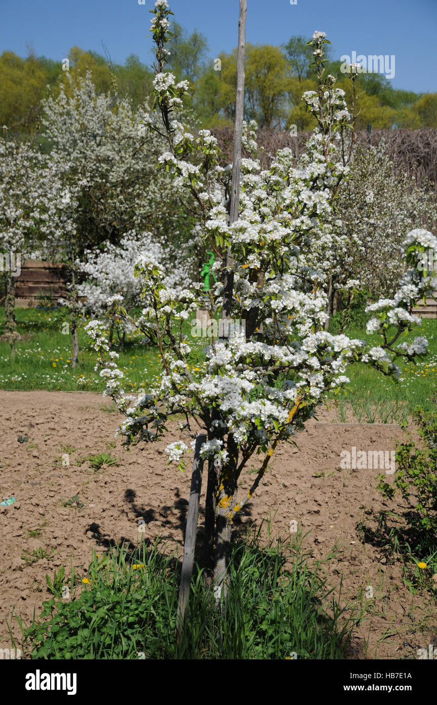 Pyrus communis, Pear tree Stock Photo - Alamy