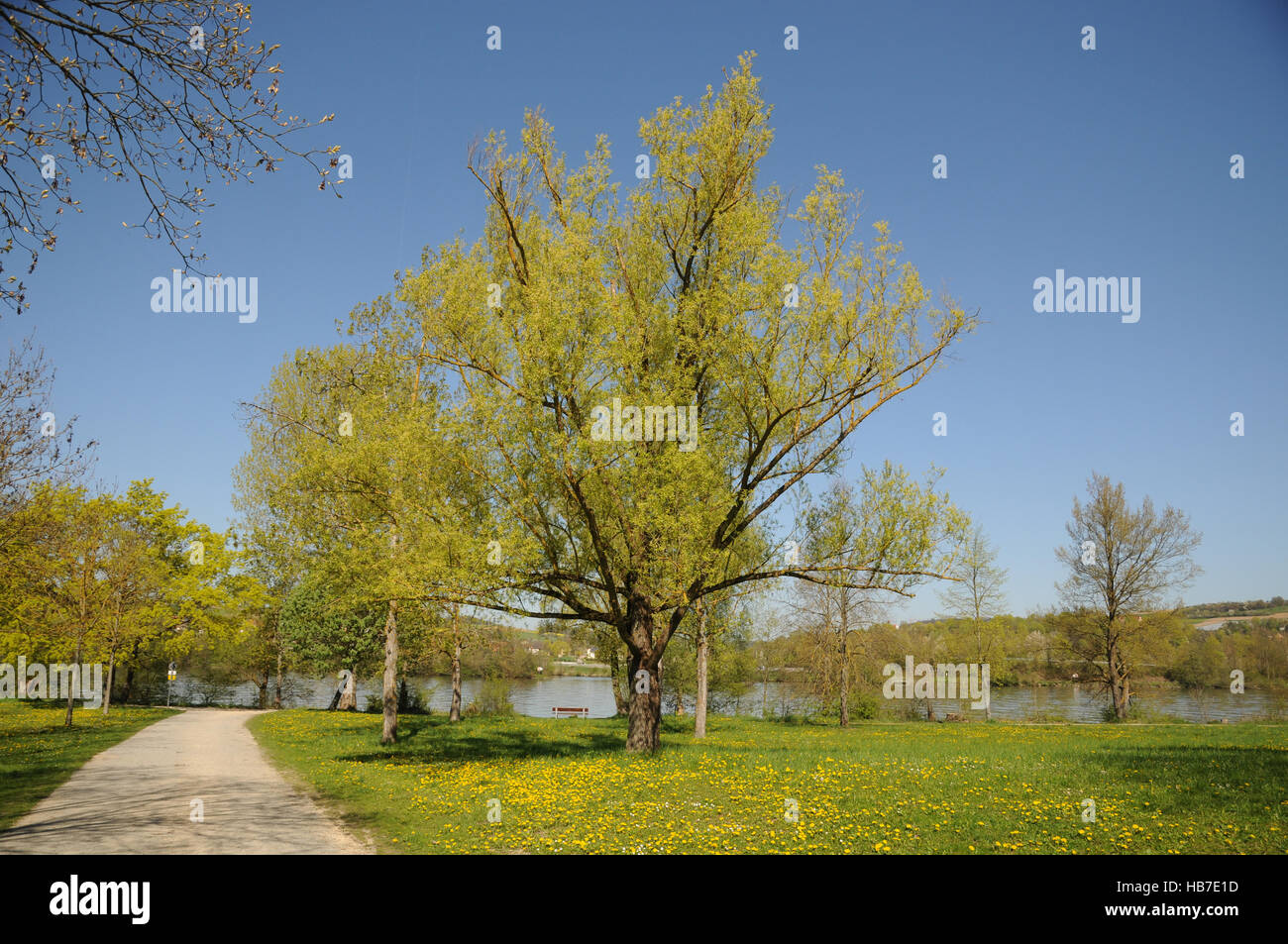 Salix alba, Silver willow Stock Photo - Alamy