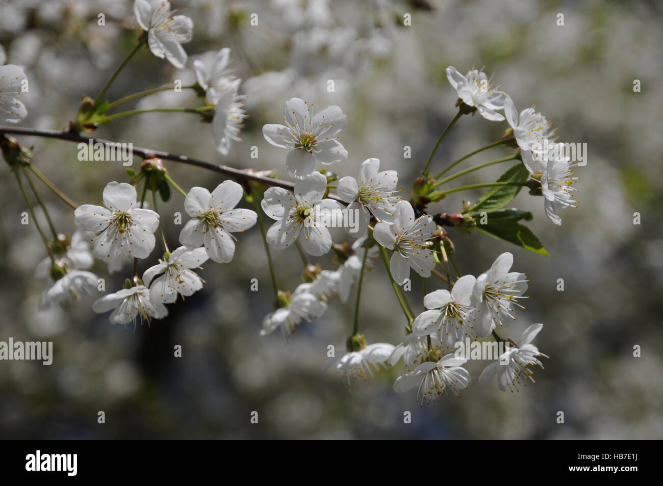 Prunus cerasus sour cherry flower hi-res stock photography and images ...