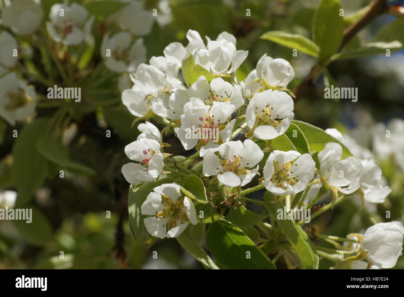 Pyrus communis, Pear tree Stock Photo - Alamy