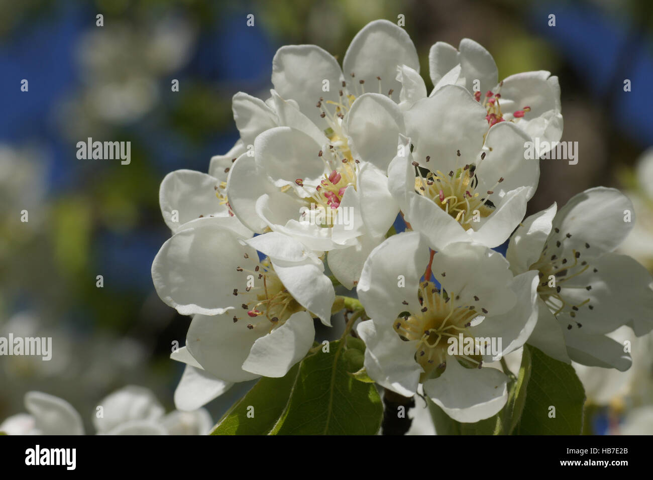 Pyrus communis, Pear tree Stock Photo - Alamy